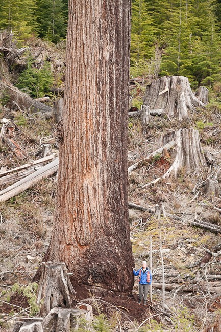 It’s official: B.C. tree is a behemoth | Globalnews.ca