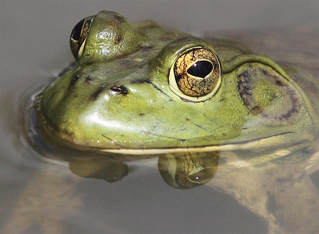 Bullfrog hunter calls B.C. to battle | Globalnews.ca