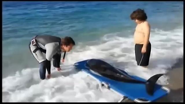 WATCH: Tourists rescue baby dolphin stranded on a beach in Greece ...