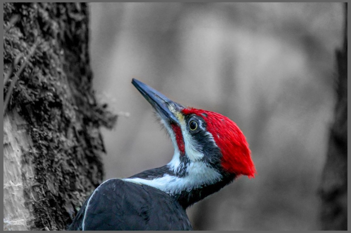 6 birds compete in Vancouver’s official City Bird competition ...