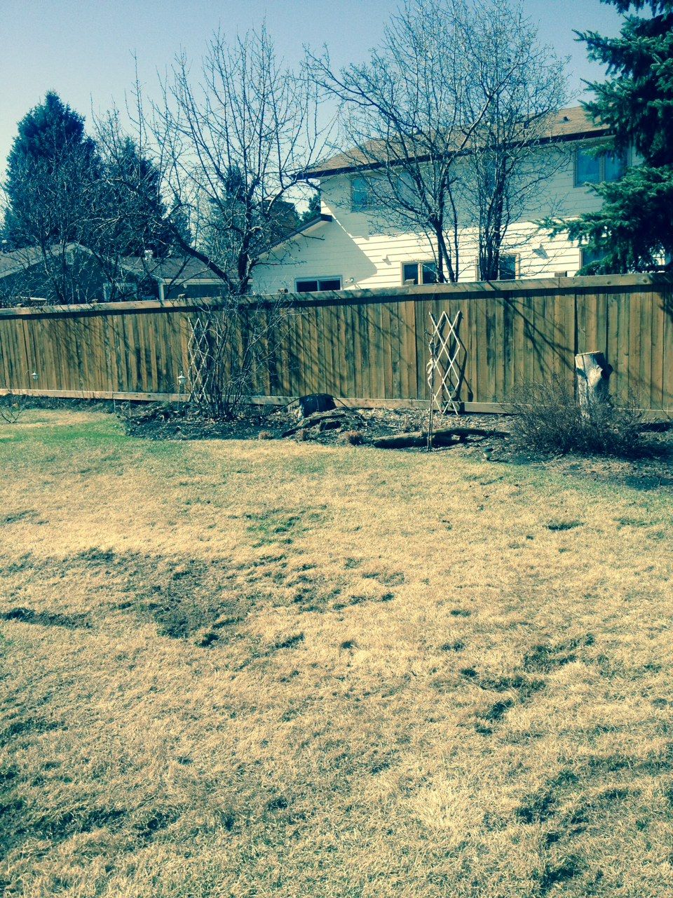 Spring reveals rodent damage on many Capital Region lawns | Globalnews.ca