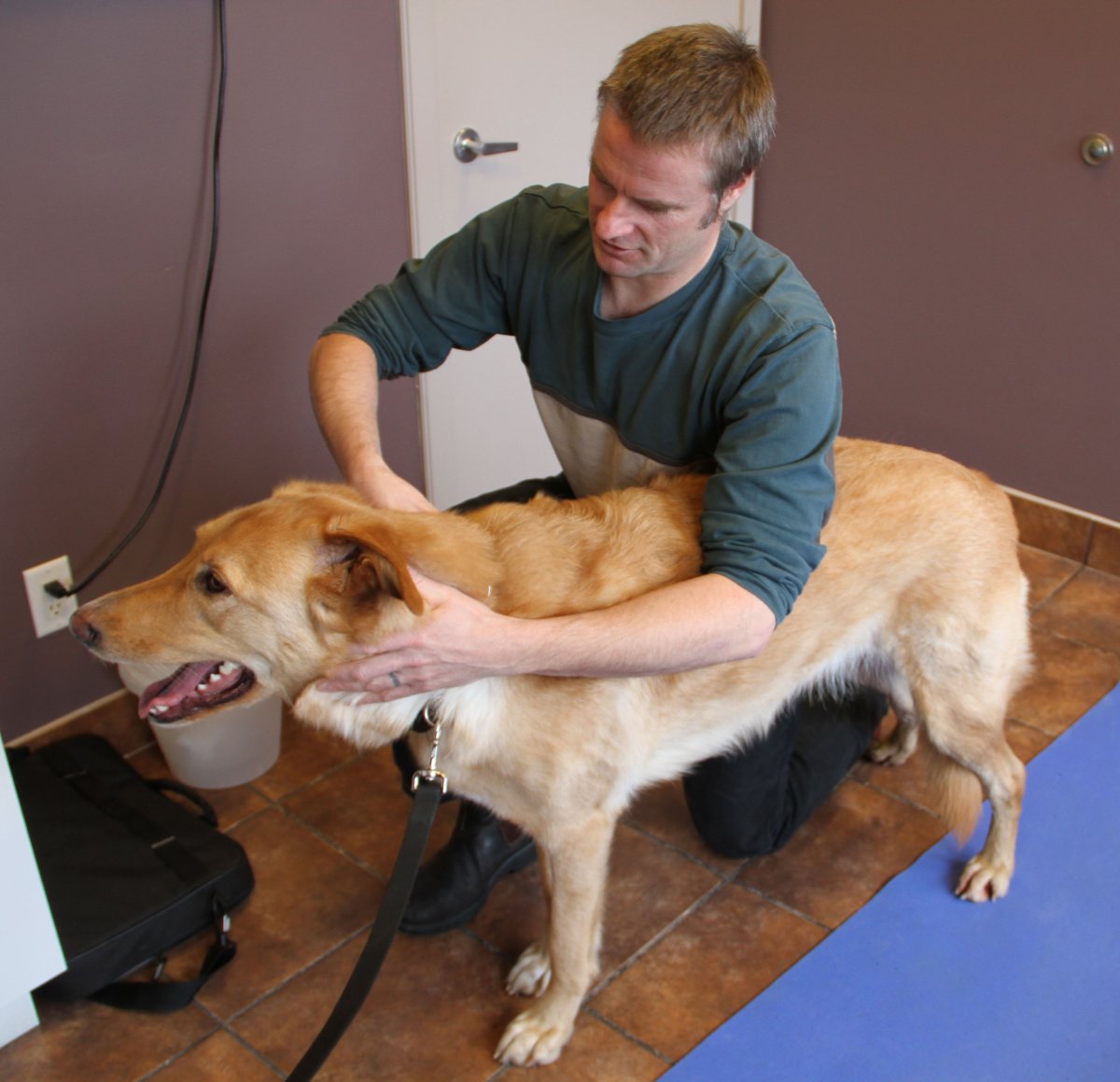 Vancouver vet says chiropractic and acupuncture techniques are ...