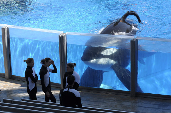 From the Archive: Orca Tilikum moves from Sealand in BC to SeaWorld ...