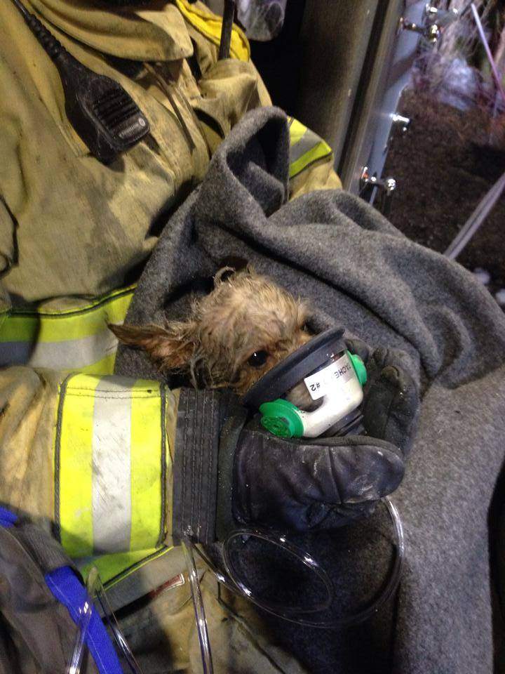 Dog gets stuck in house during massive fire, survives - Winnipeg ...