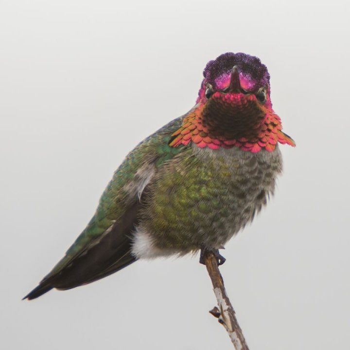 6 birds compete in Vancouver’s official City Bird competition ...