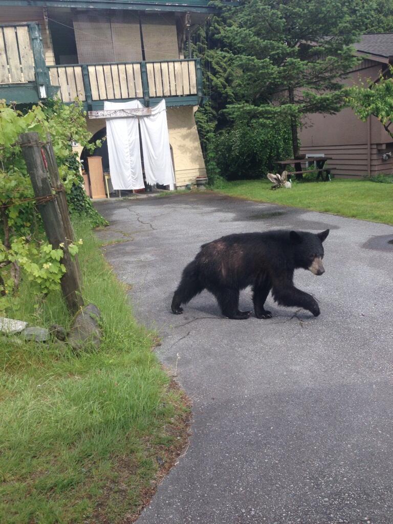 Black bears spotted in Port Coquitlam - BC | Globalnews.ca