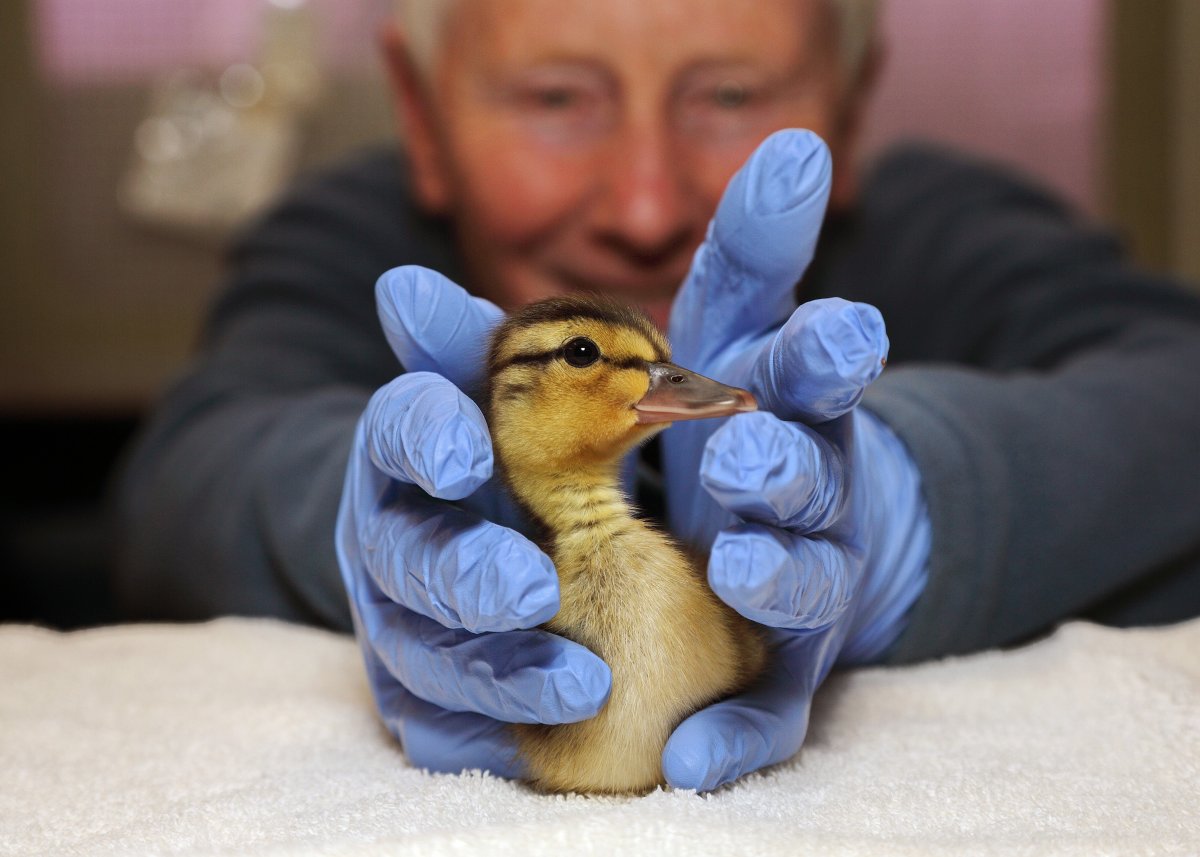 GALLERY: ‘Ducksitters’ needed for orphaned ducklings - BC | Globalnews.ca