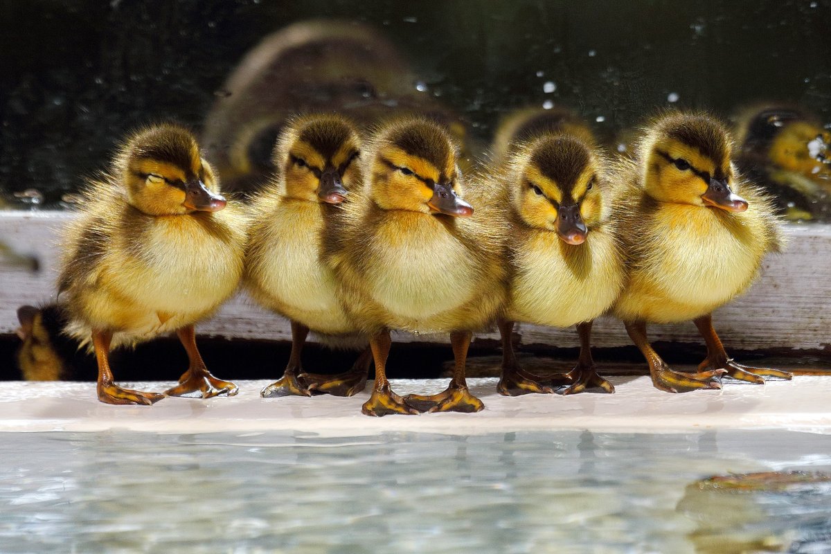 GALLERY: ‘Ducksitters’ needed for orphaned ducklings - BC | Globalnews.ca