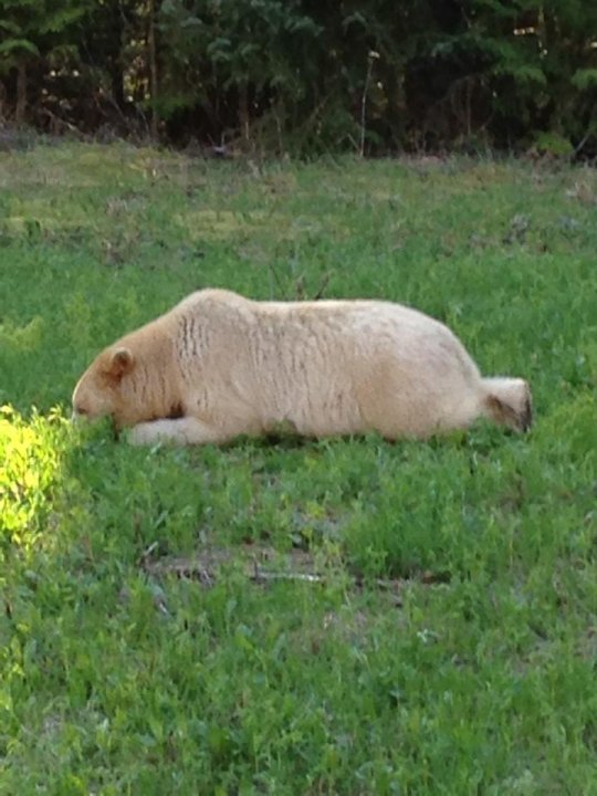 WATCH: Video of rare Kermode bear sighted near Terrace - BC | Globalnews.ca