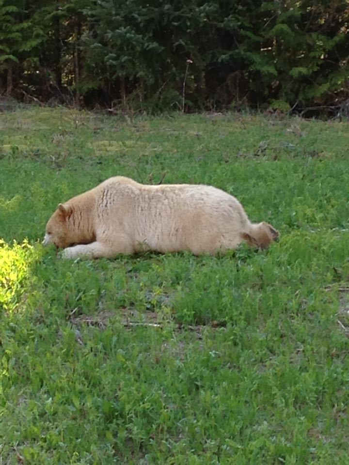 WATCH: Video of rare Kermode bear sighted near Terrace - BC | Globalnews.ca