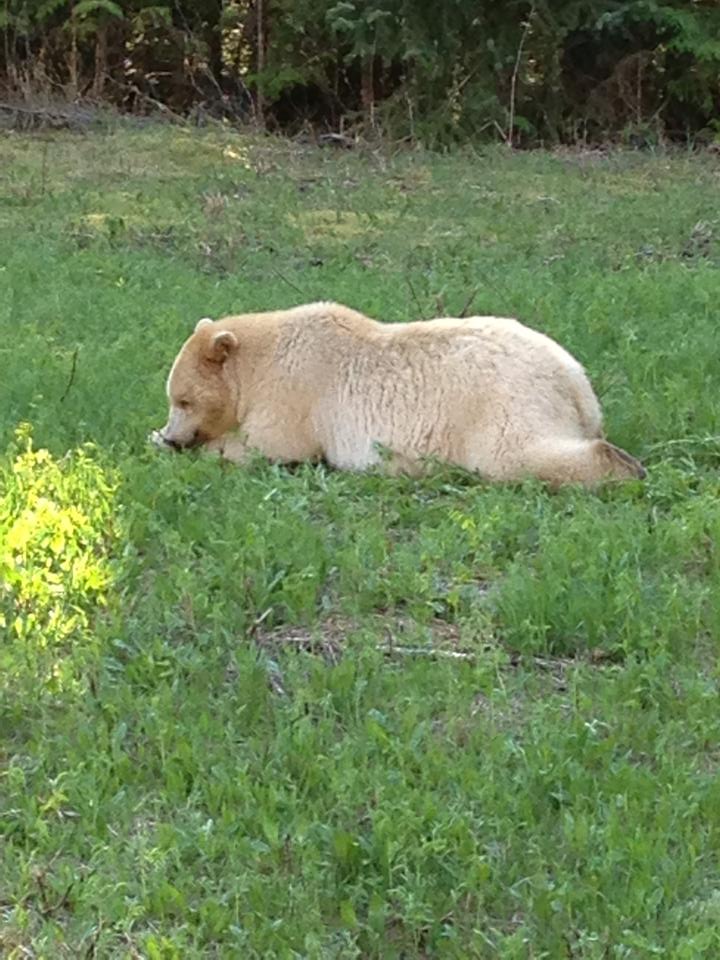 WATCH: Video of rare Kermode bear sighted near Terrace - BC | Globalnews.ca