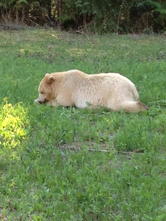 WATCH: Video of rare Kermode bear sighted near Terrace - BC | Globalnews.ca