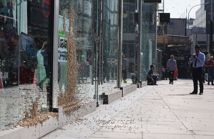 Thousands of bees swarm shop window, car in London - National ...