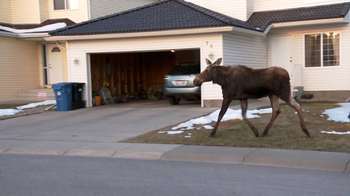 WATCH: Moose runs rampant through Royal Oak - Calgary | Globalnews.ca