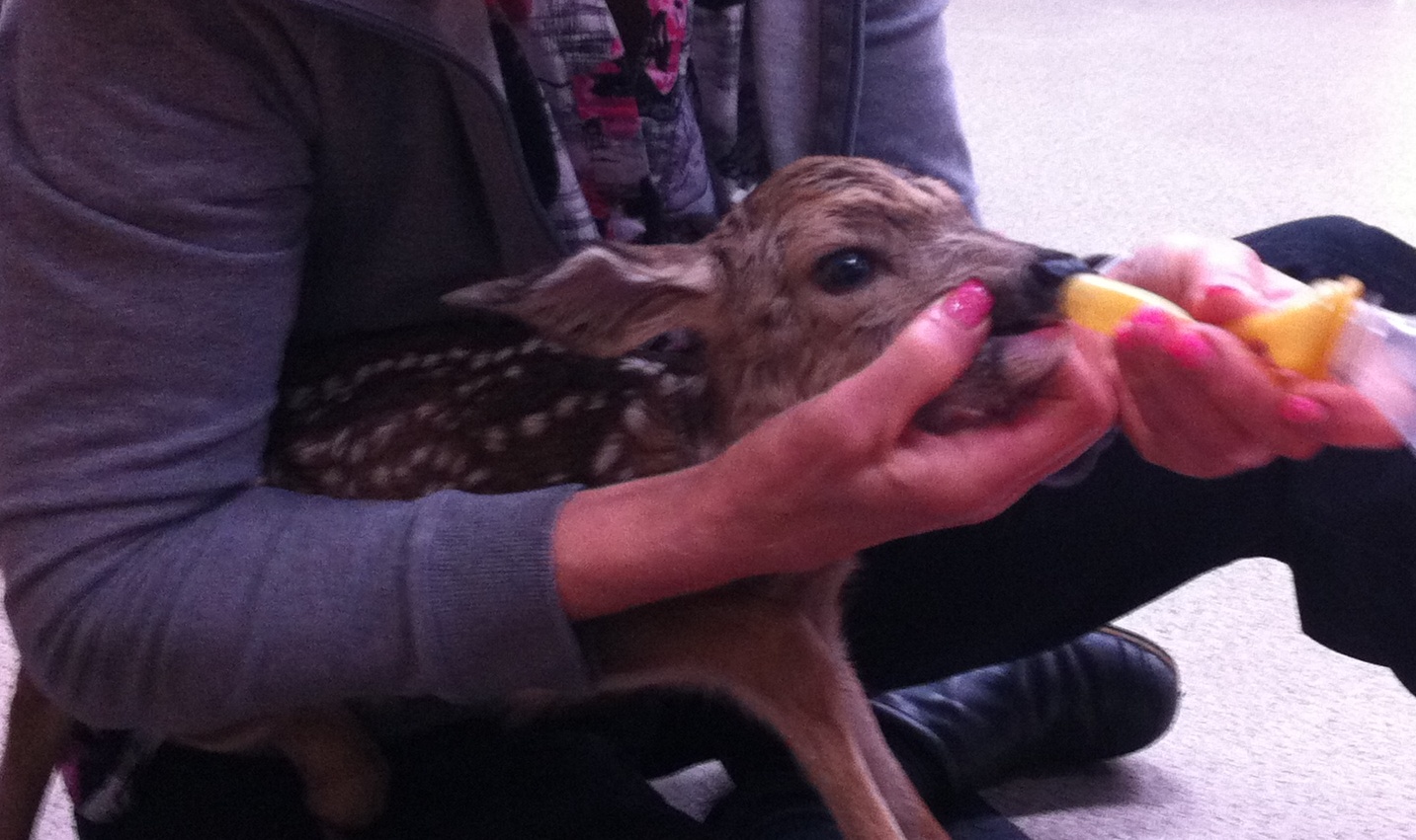 WATCH: Newborn baby deer rescued after mother dies | Globalnews.ca