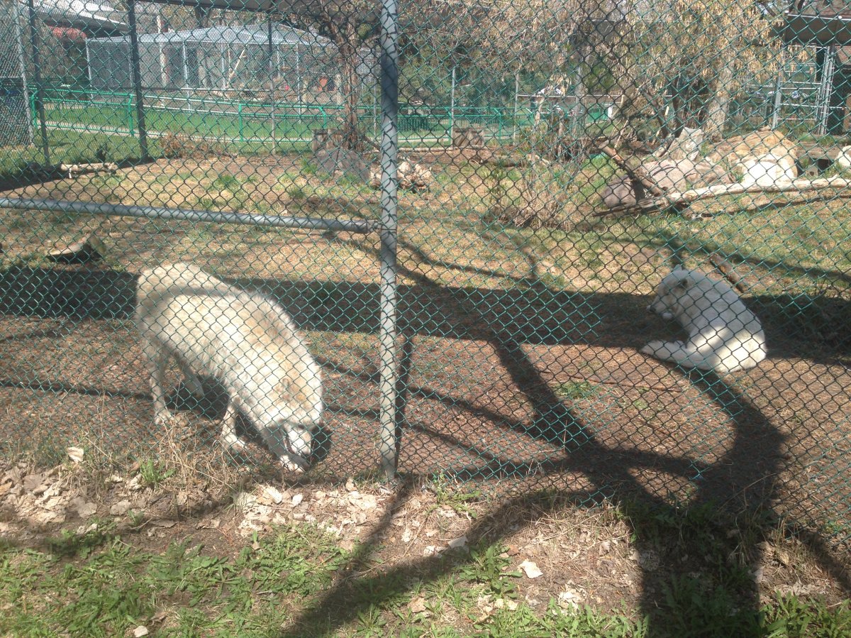 Photos: Valley Zoo introduces new Arctic wolf - Edmonton | Globalnews.ca