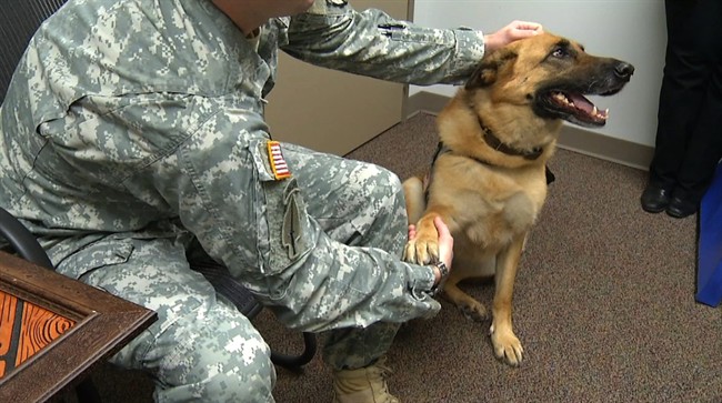 Therapy dog helps US soldiers deal with post war stress - National ...