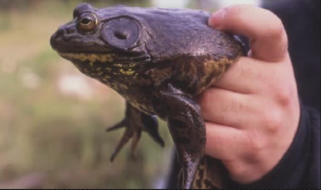 Bullfrogs invading Vancouver Island and destroying local species - BC ...