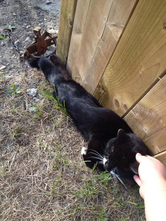 Cat injured by illegal trap in Saskatoon | Globalnews.ca