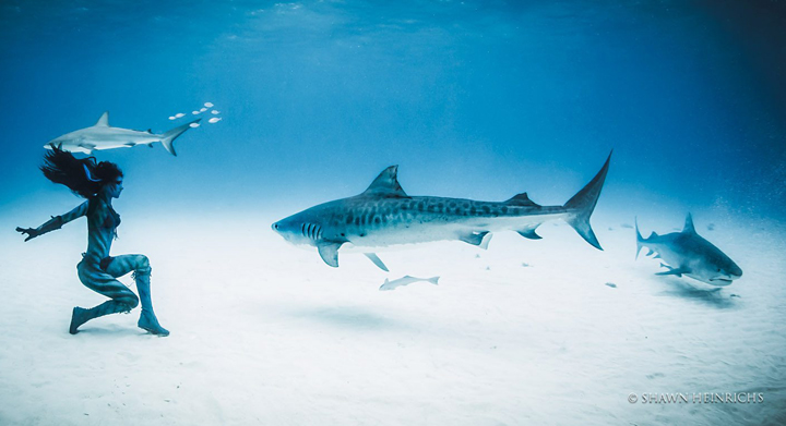 PHOTOS: Human ‘mermaid’ Hannah Fraser dances with wild tiger sharks ...