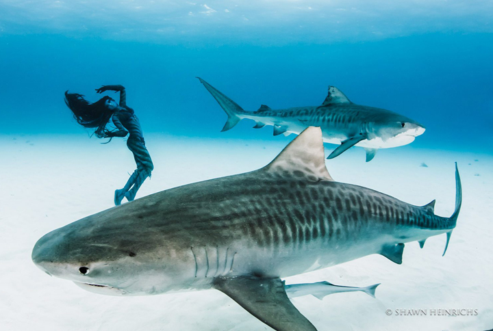 PHOTOS: Human ‘mermaid’ Hannah Fraser dances with wild tiger sharks ...