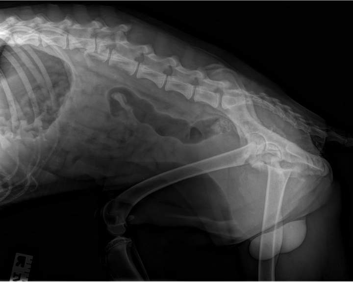 Riley the ‘miracle dog’ lucky to be alive following back surgery ...