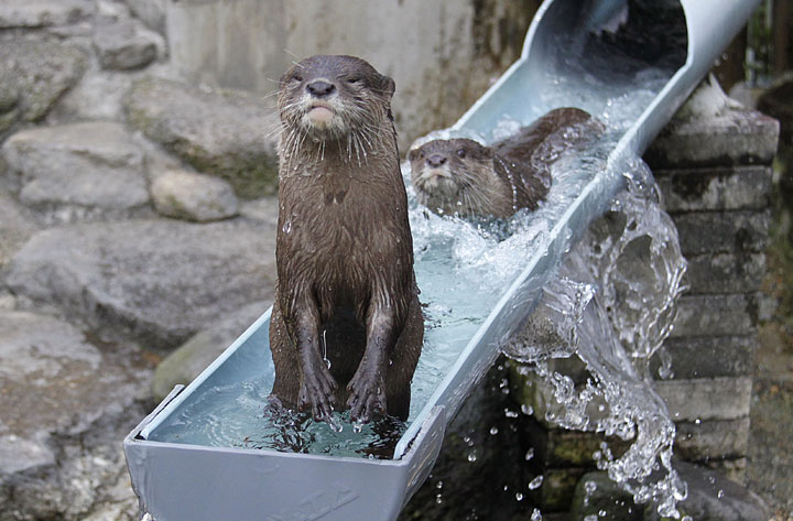 WATCH: Japanese otters cool off during heat wave - National | Globalnews.ca