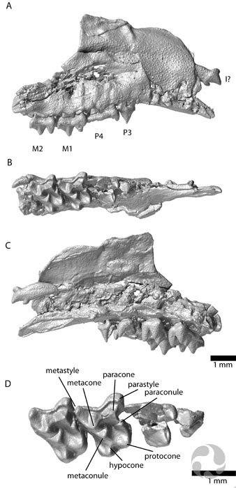 B.C. once home to ancient hedgehogs, tapirs | Globalnews.ca
