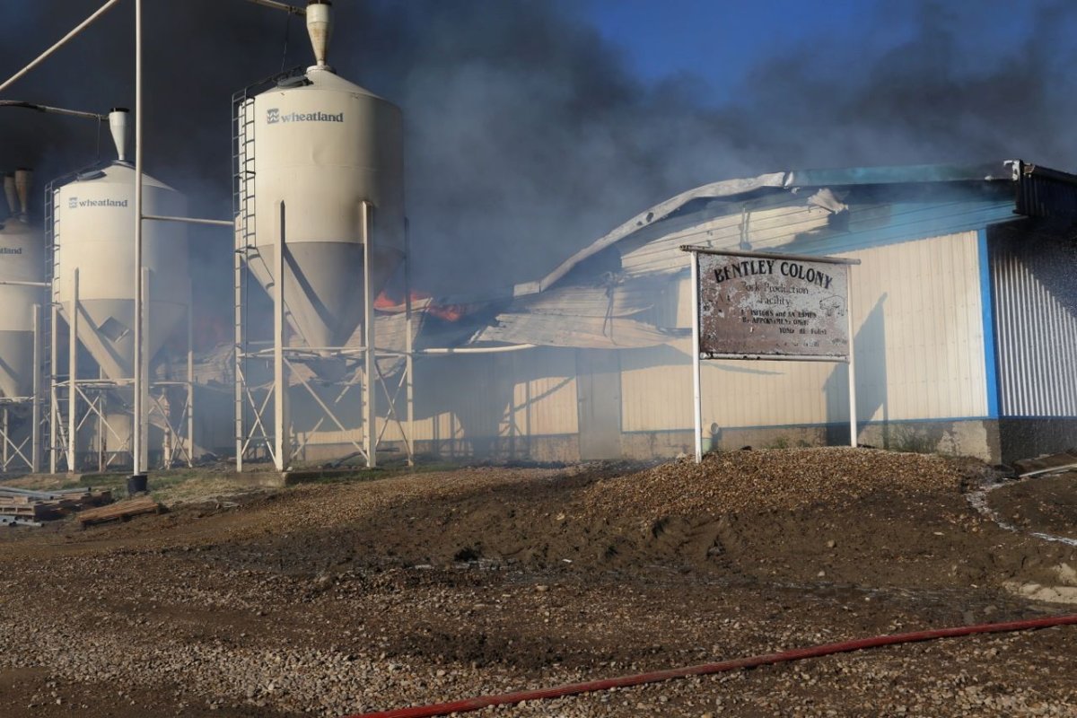 Thousands of hogs killed in central Alberta barn fire - Edmonton ...