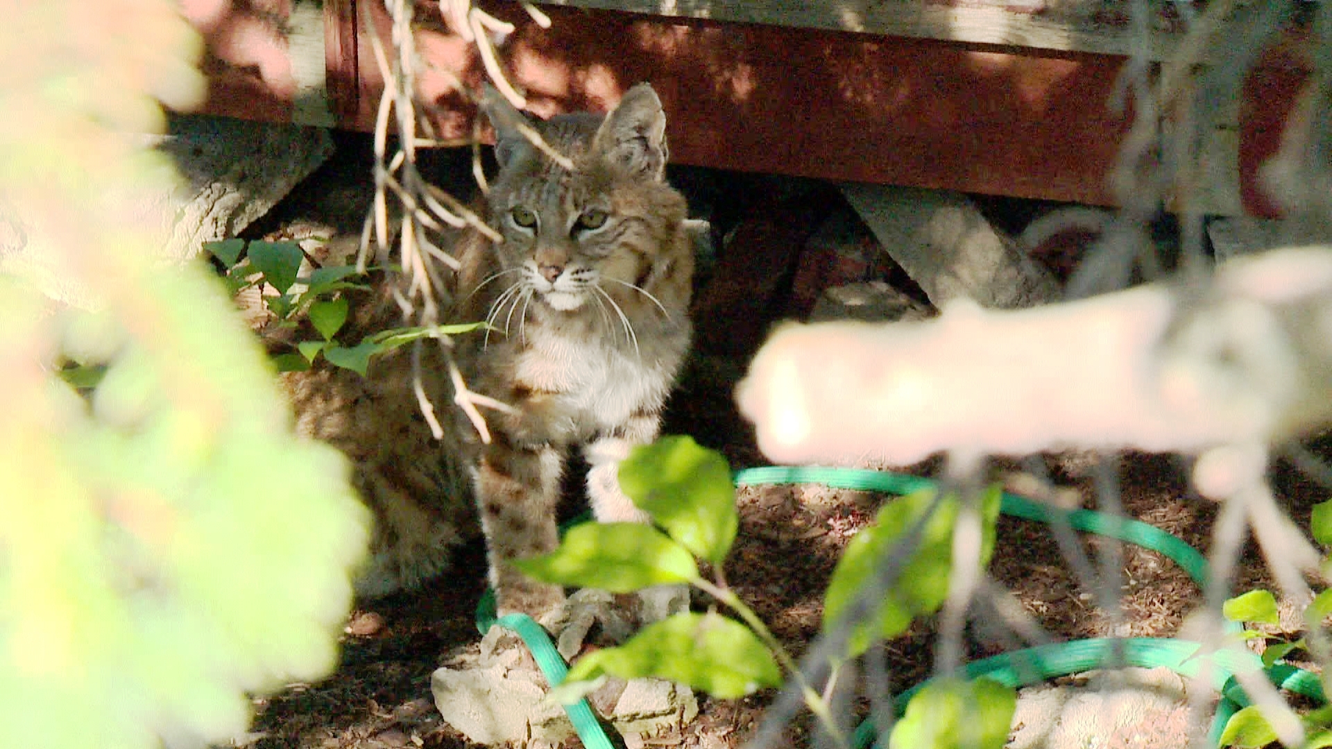 Bobcats attack Calgary dog, worry southwest residents - Calgary | Globalnews.ca