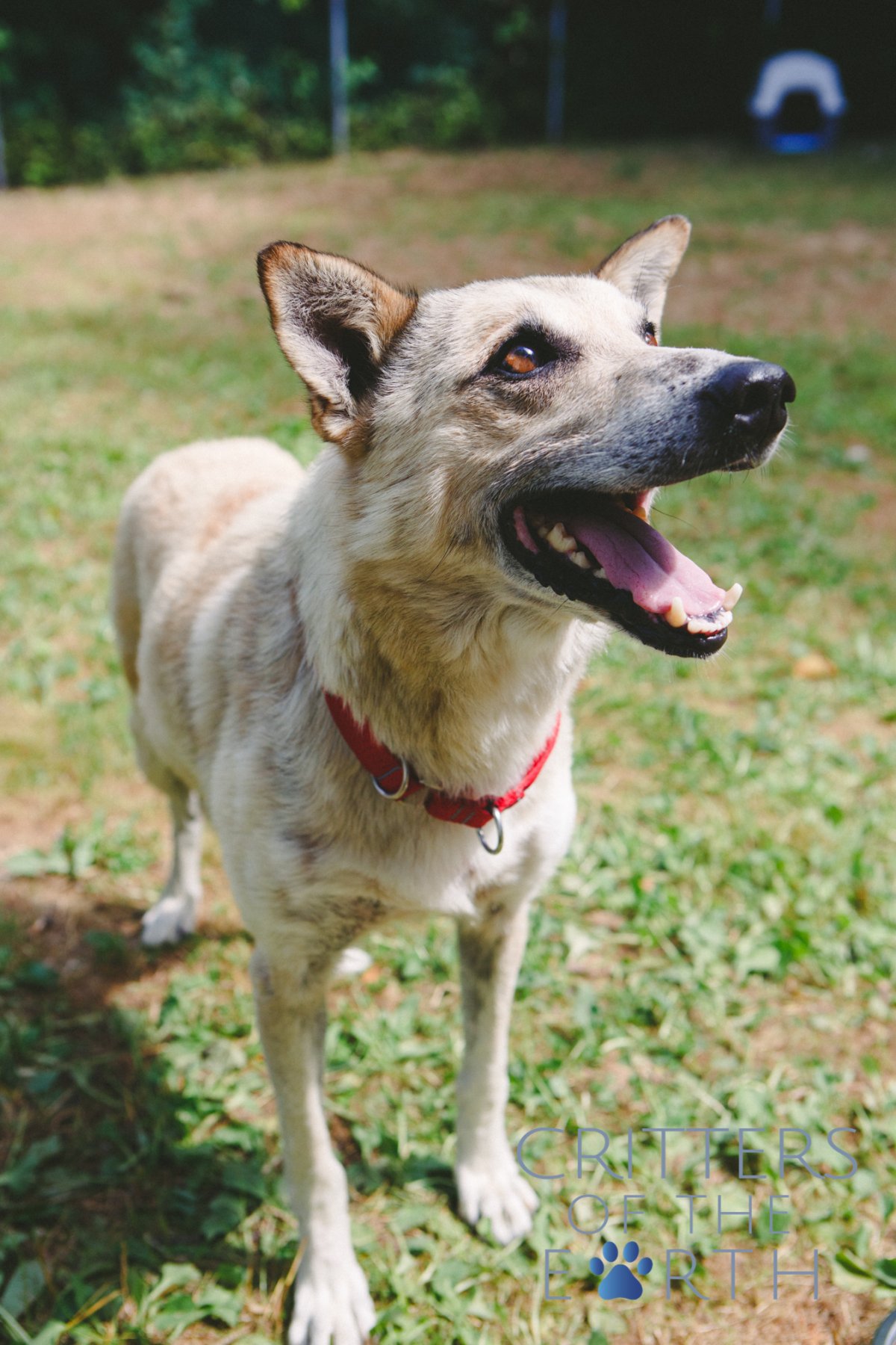 Six former sled dogs up for adoption at Burnaby SPCA - BC | Globalnews.ca