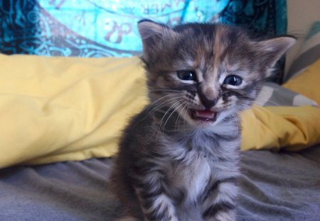 Purrmanently Sad Cat: The adorable kitten that will break your heart ...