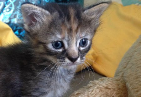 Purrmanently Sad Cat: The adorable kitten that will break your heart ...