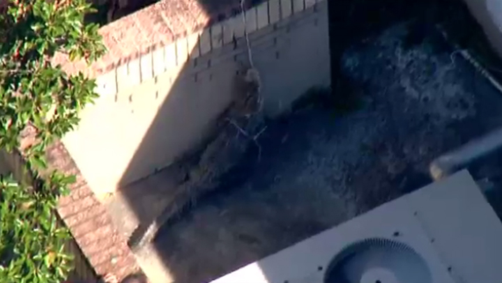 Alligator captured near entrance of U.S. school - National | Globalnews.ca