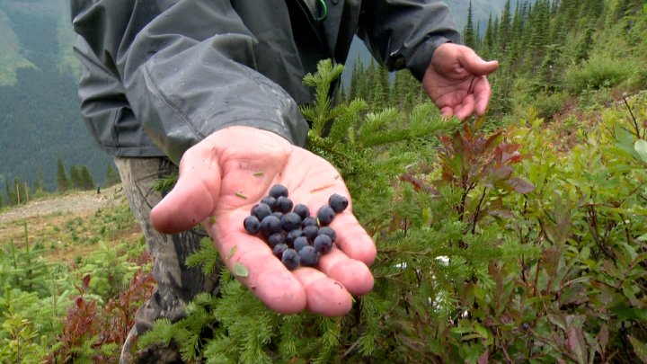 Huckleberries ripe for the picking at annual festival - Lethbridge ...