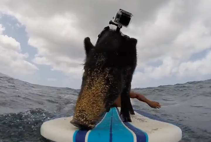 WATCH: Surfing pig catches some waves in Hawaii - National | Globalnews.ca
