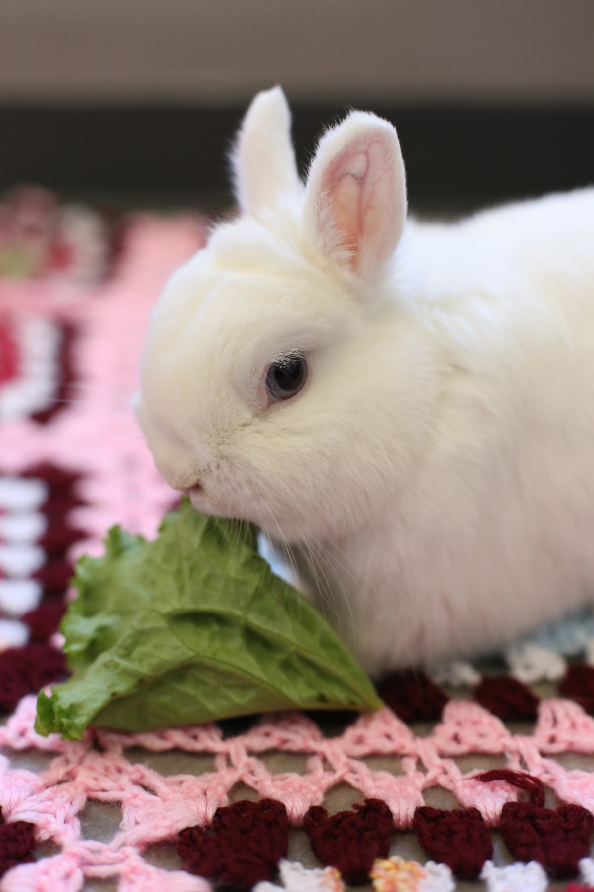 Calgary Humane Society seizes almost 100 animals from southeast home ...