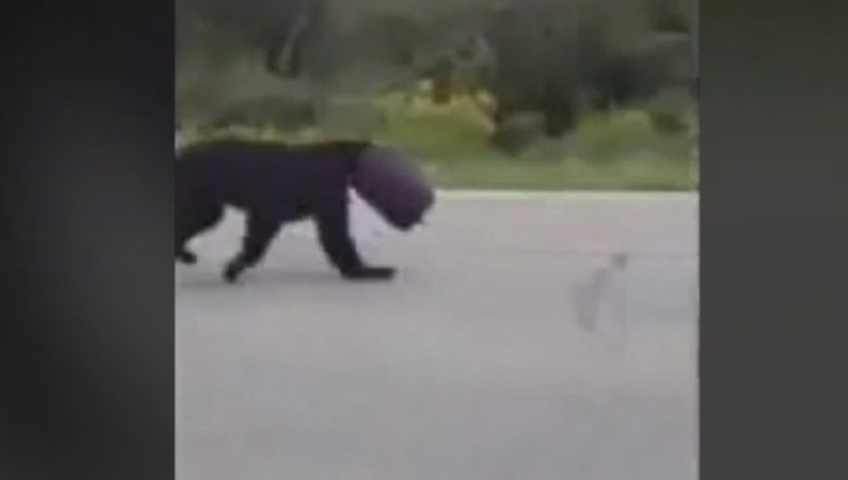 WATCH: Black bear with bucket on its head freed in Pennsylvania ...
