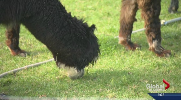 WATCH: Bear Attacks Alpaca at Okanagan Hobby Farm | Globalnews.ca