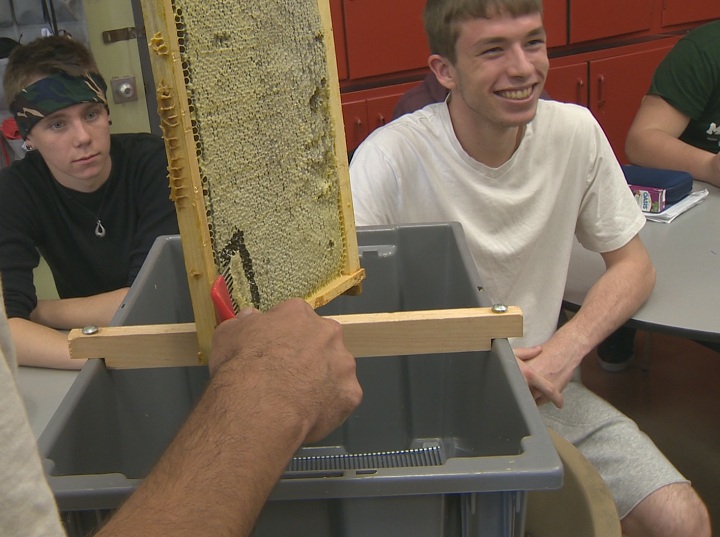Busy As Bees At John Rennie High School Montreal Globalnews Ca