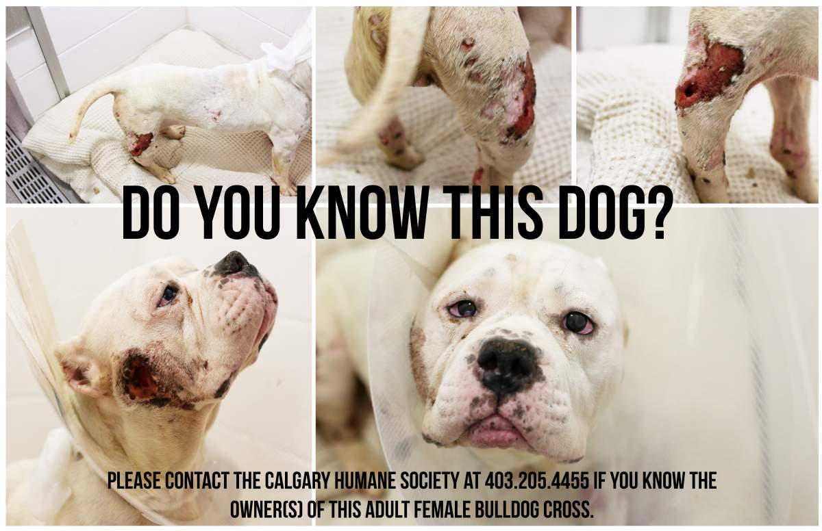 Severely neglected bulldog dies during surgery, officials hunt for ...