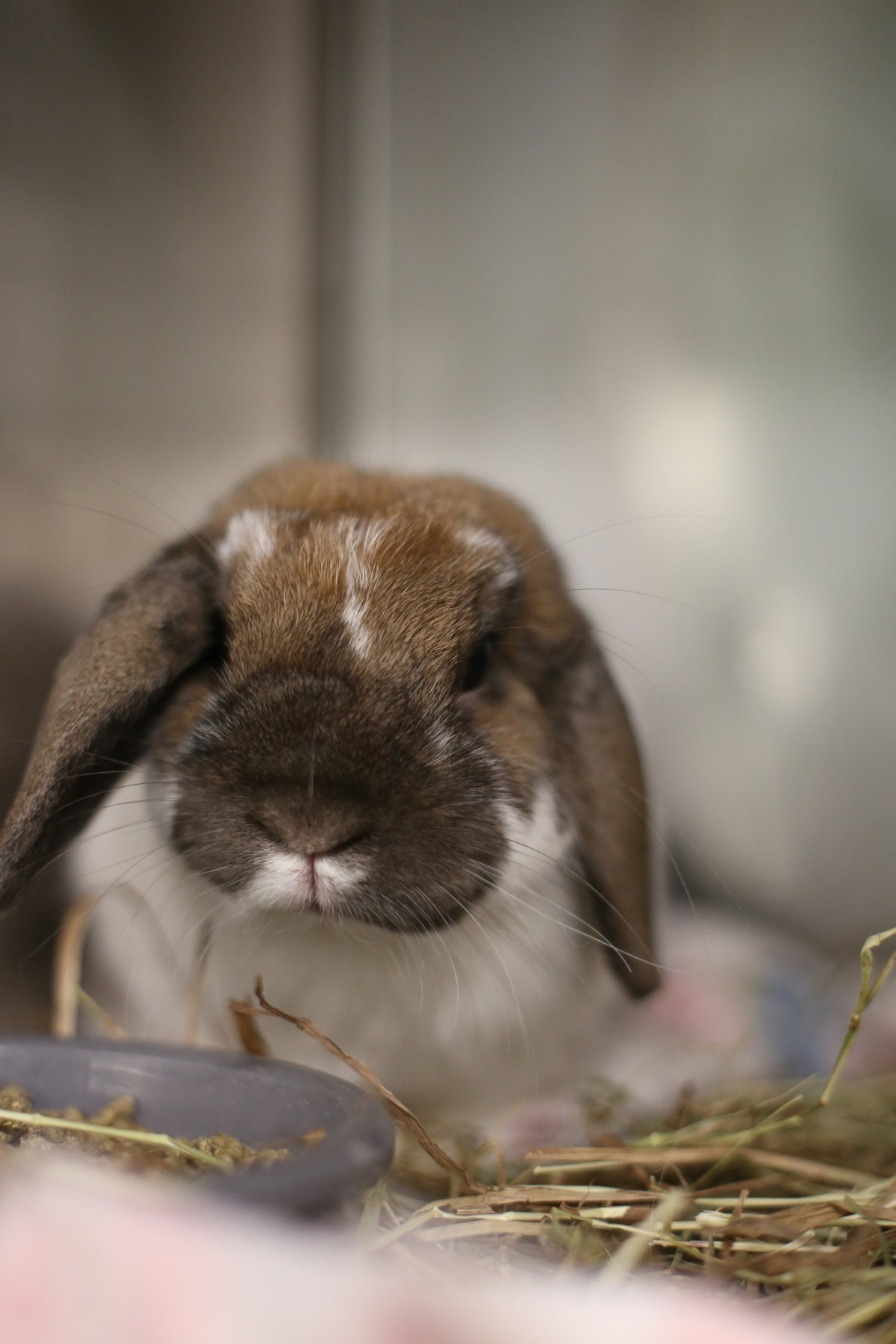 Calgary Humane Society seizes almost 100 animals from southeast home ...