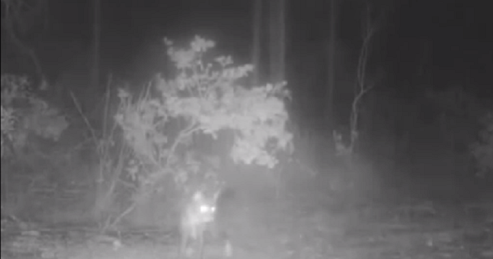 WATCH: Florida cat narrowly escapes being eaten by alligator - National ...