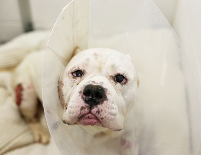Severely neglected bulldog dies during surgery, officials hunt for ...