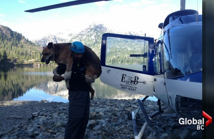 Volunteer chopper crew steps up to save injured dog in backcountry ...