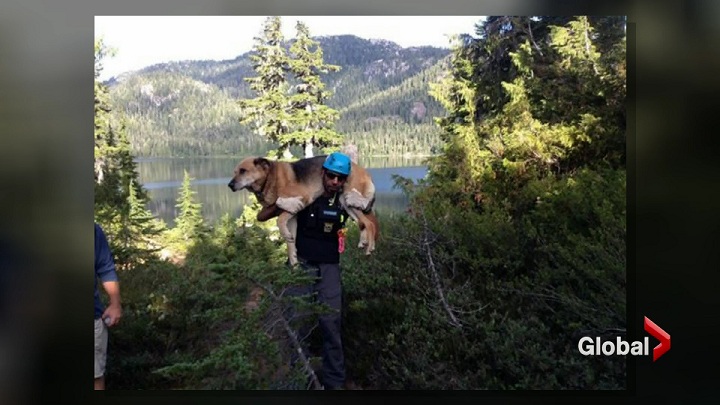 Volunteer chopper crew steps up to save injured dog in backcountry ...