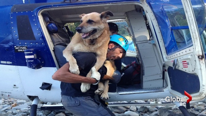 Volunteer chopper crew steps up to save injured dog in backcountry ...