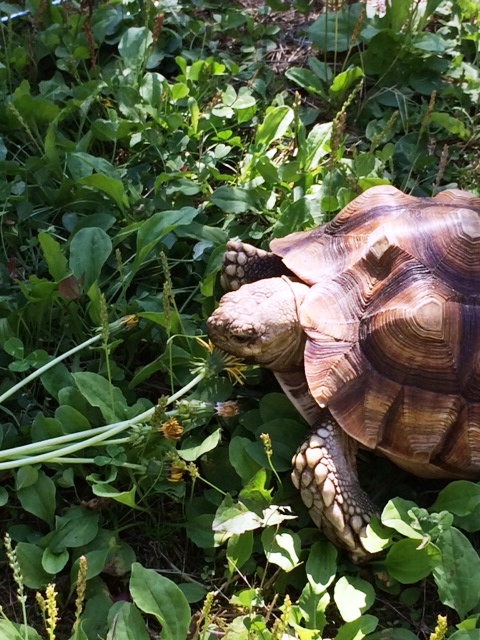 Exotic tortoise, native to southern Sahara desert, found on Burnaby ...