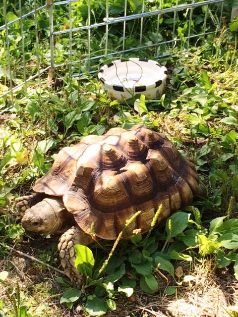 Exotic tortoise, native to southern Sahara desert, found on Burnaby ...