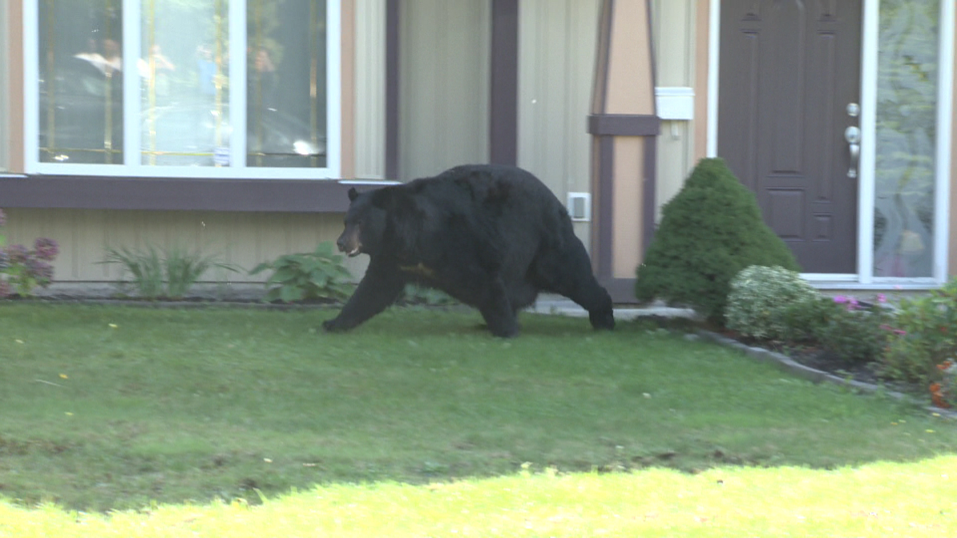 Wandering Port Coquitlam bear not drunk, just ‘fat and lazy ...